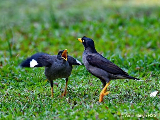 Download Suara Burung Jalak Kebo MP3 Gacor untuk Isian - Pamankicau Download Suara Burung Jalak Kebo MP3 Gacor untuk Isian - Pamankicau