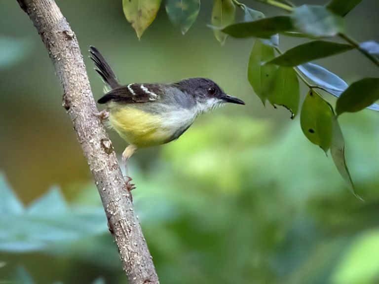 Kumpulan Suara Burung Perenjak Jawa Nyaring Gacor - Pamankicau Kumpulan Suara Burung Perenjak Jawa Nyaring Gacor - Pamankicau